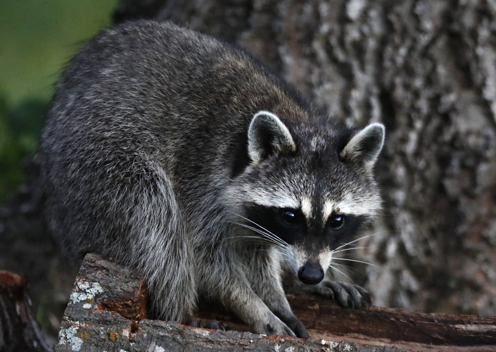 Los mapaches cambian sus hábitos naturales en el parque más visitado de ...
