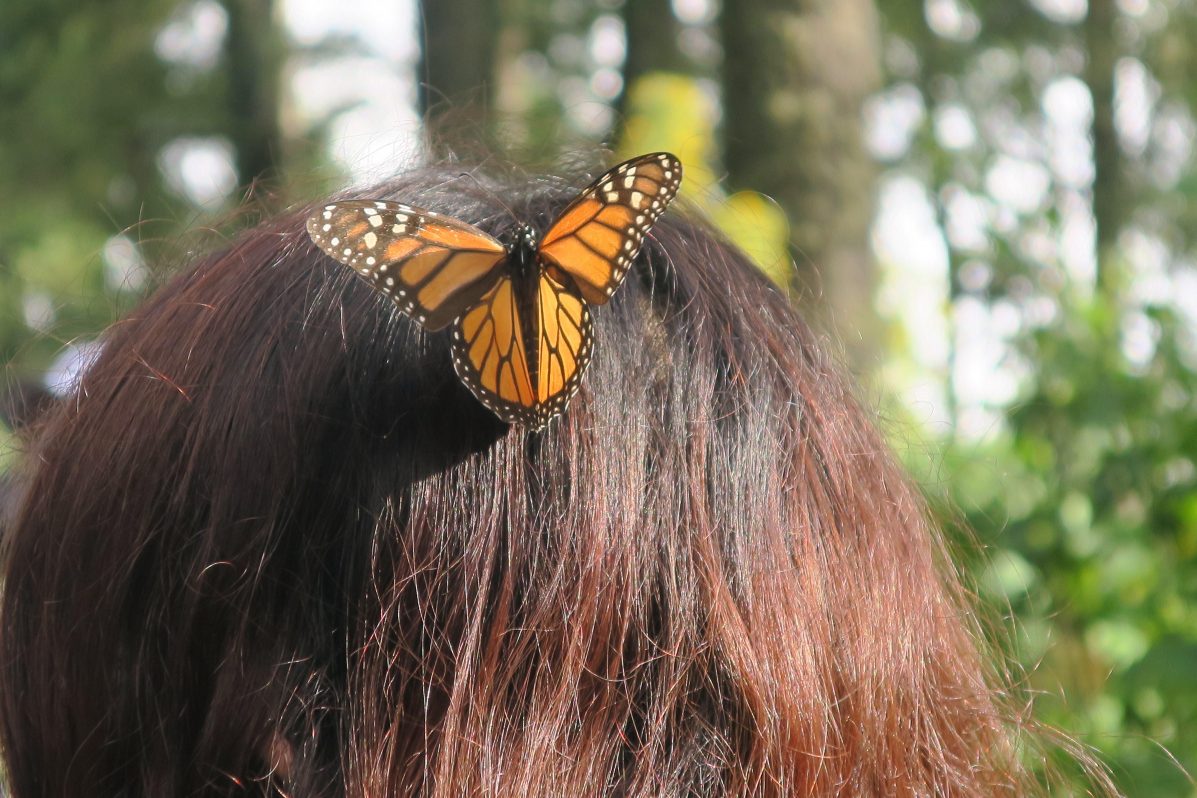 El Viaje De La Mariposa Monarca Libro - Leer un Libro