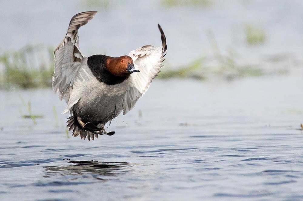 Las migraciones de larga distancia de los patos pueden ayudar a ...